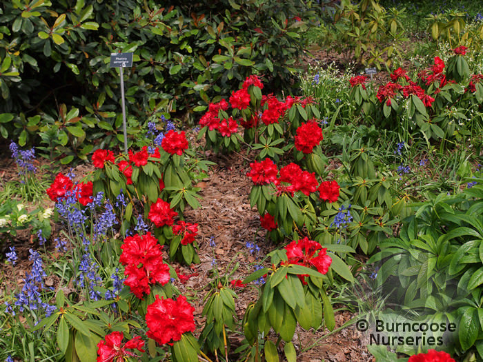 Rhododendron 'Taurus' from Burncoose Nurseries RHODODENDRON HYBRIDS