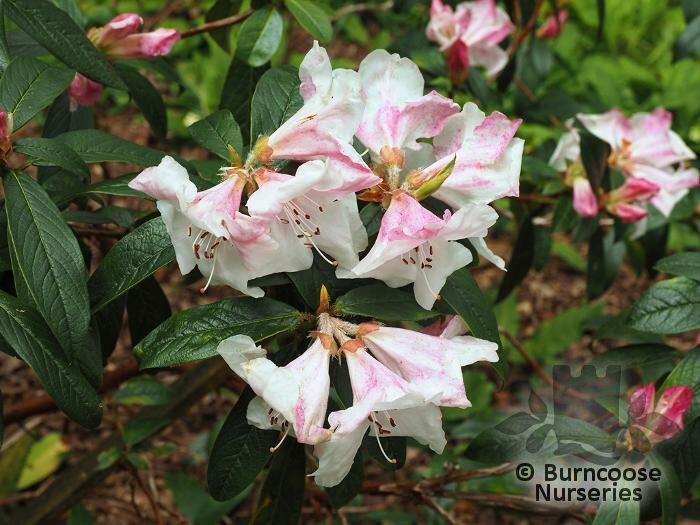 Rhododendron 'Tinkerbird' from Burncoose Nurseries RHODODENDRON SCENTED