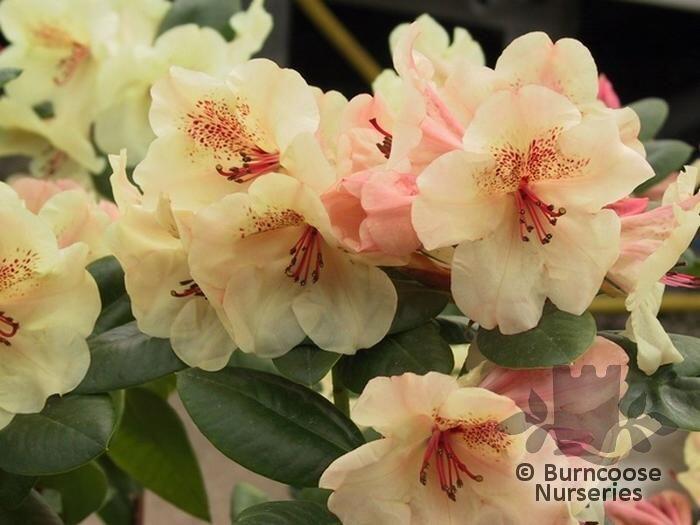 Rhododendron 'Viscy' from Burncoose Nurseries RHODODENDRON HYBRIDS