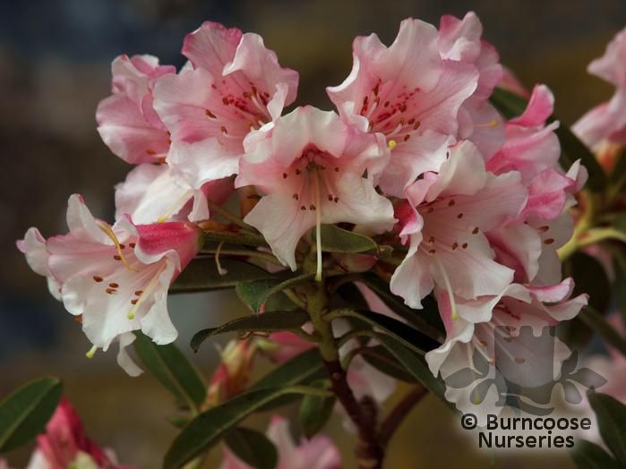 Rhododendron 'Wee Bee' from Burncoose Nurseries RHODODENDRON HYBRIDS
