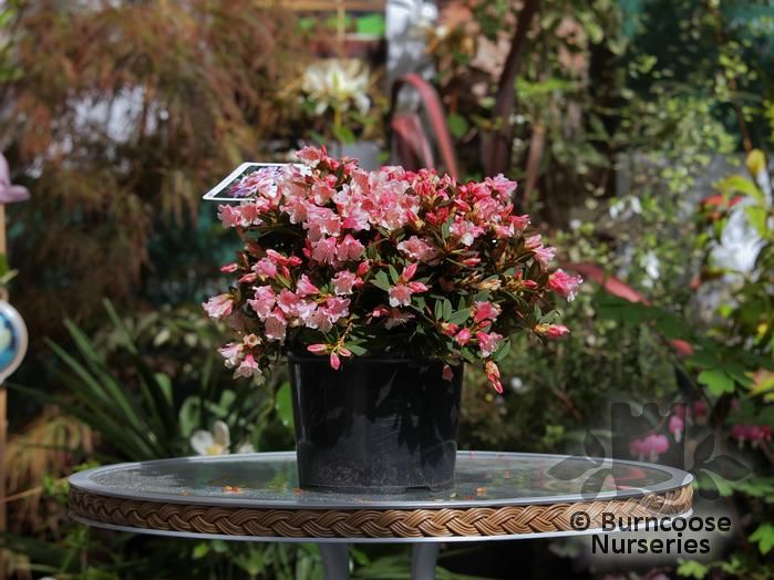 Rhododendron 'Wee Bee' from Burncoose Nurseries RHODODENDRON HYBRIDS