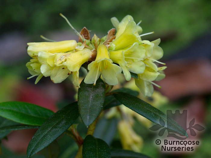 Rhododendron 'Yellow Hammer' from Burncoose Nurseries RHODODENDRON ...