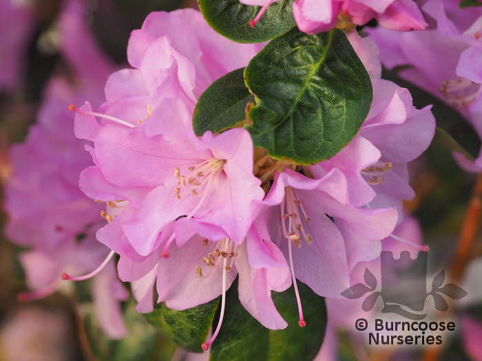 Rhododendron 'Praecox' from Burncoose Nurseries RHODODENDRON HYBRIDS