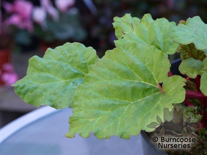 Rhubarb 'Timperley Early' from Burncoose Nurseries