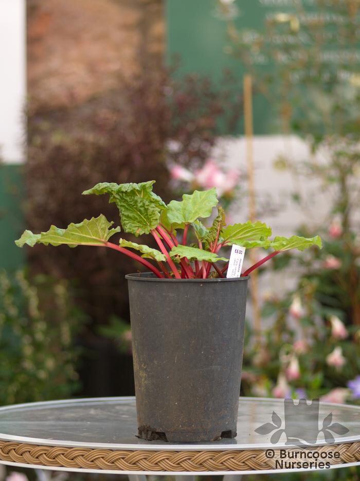 Rhubarb 'Timperley Early' from Burncoose Nurseries
