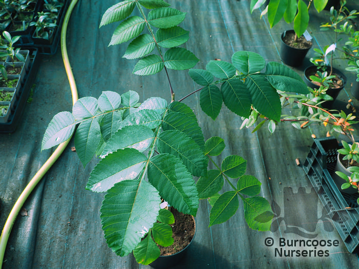 Rhus Chinensis from Burncoose Nurseries