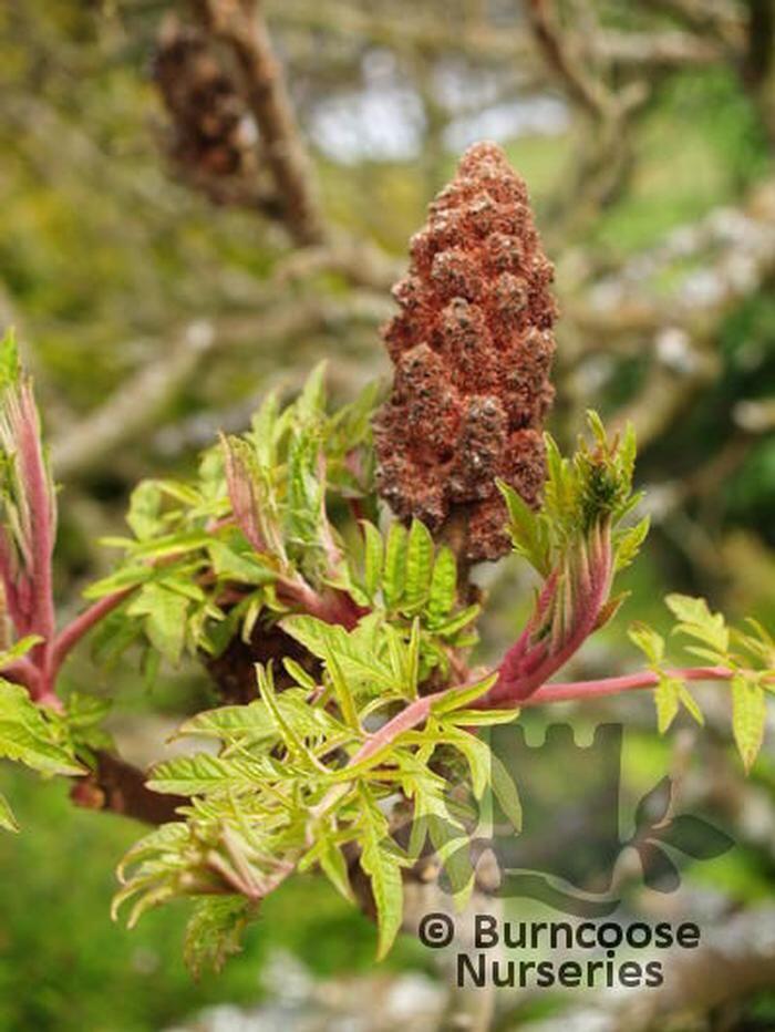 Rhus Typhina from Burncoose Nurseries