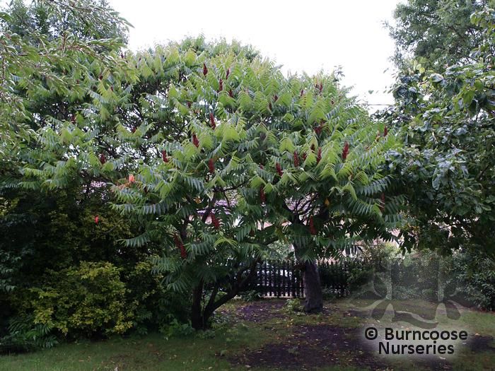 Rhus from Burncoose Nurseries
