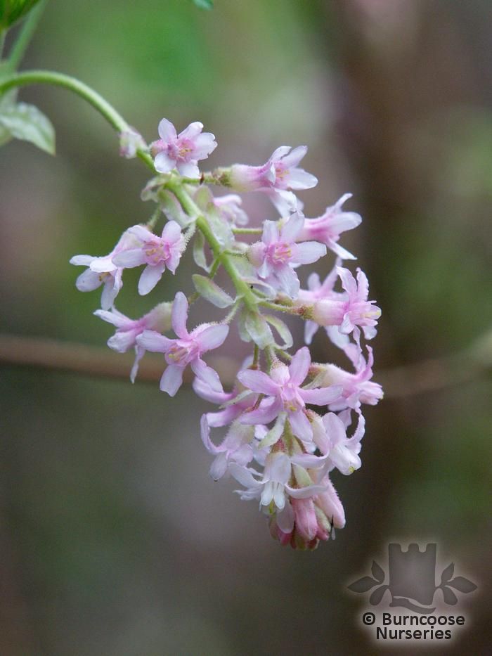 Ribes from Burncoose Nurseries