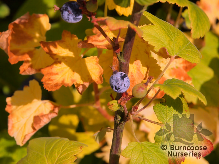 Ribes Sanguineum 'Pulborough Scarlet' from Burncoose Nurseries
