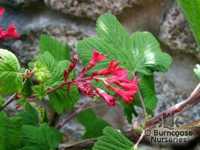 Ribes Sanguineum 'Pulborough Scarlet' from Burncoose Nurseries