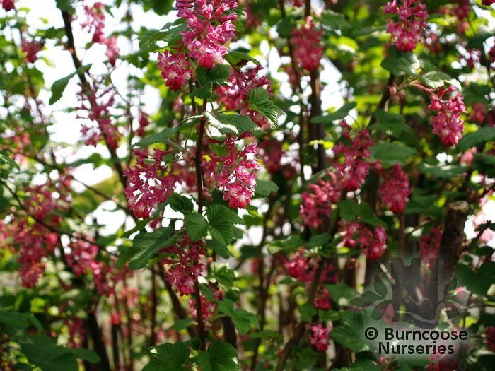 Ribes from Burncoose Nurseries