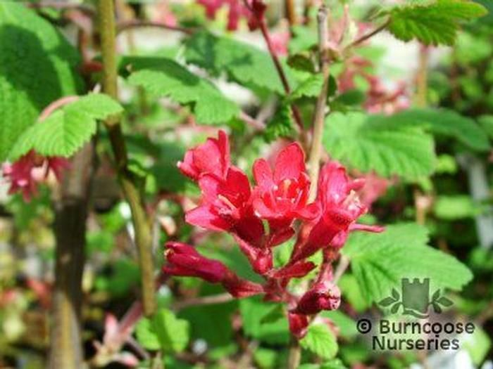 Ribes Sanguineum 'Pulborough Scarlet' from Burncoose Nurseries