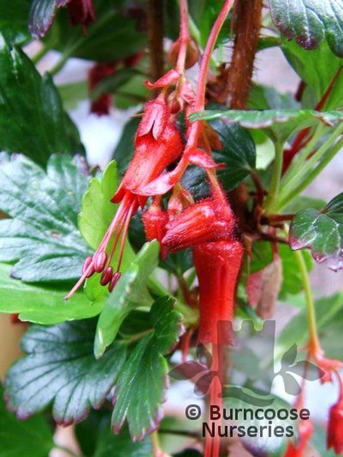 Ribes Speciosum from Burncoose Nurseries