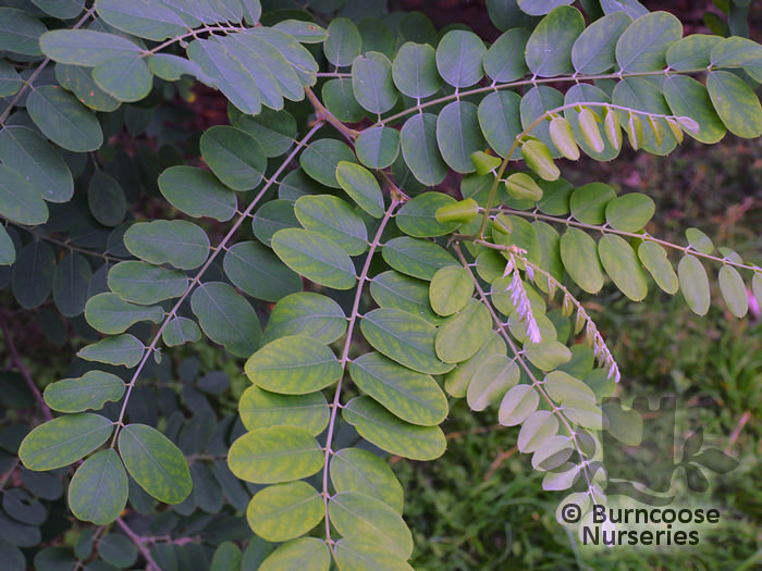 Robinia X Slavinii 'Hillieri' from Burncoose Nurseries