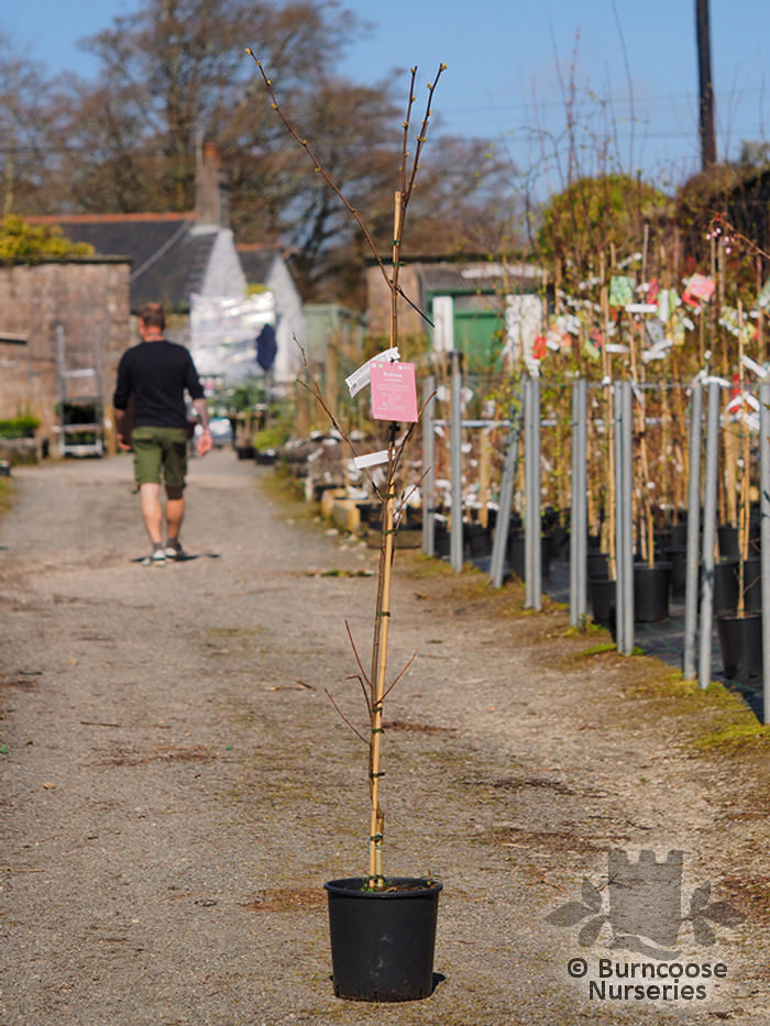 Robinia X Slavinii 'Hillieri' from Burncoose Nurseries