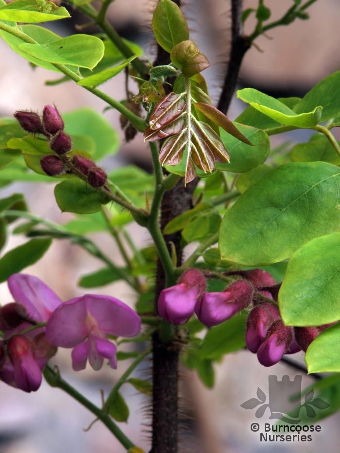 Robinia from Burncoose Nurseries