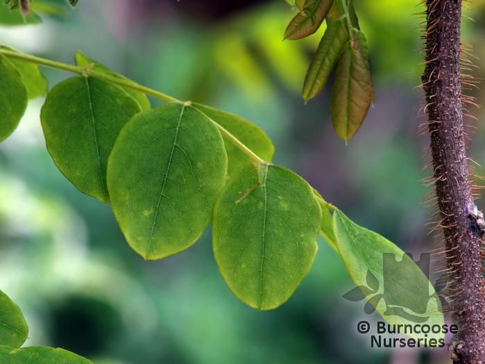 Robinia from Burncoose Nurseries