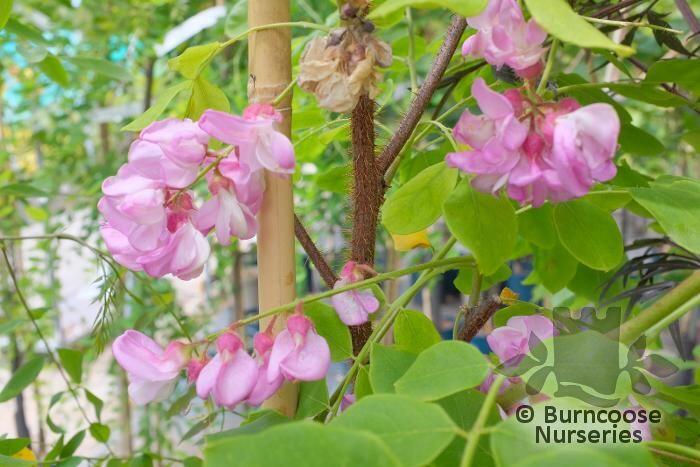 Robinia Hispida from Burncoose Nurseries