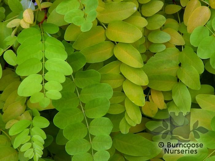 Robinia Pseudoacacia 'Frisia' from Burncoose Nurseries