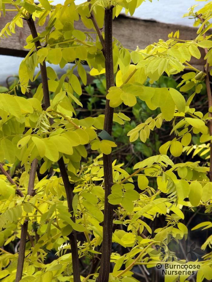 Robinia Pseudoacacia 'Frisia' from Burncoose Nurseries
