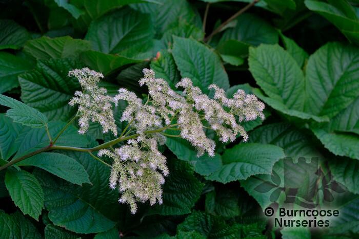 Rodgersia from Burncoose Nurseries