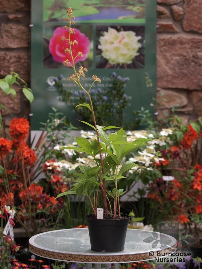 Rodgersia Sambucifolia from Burncoose Nurseries