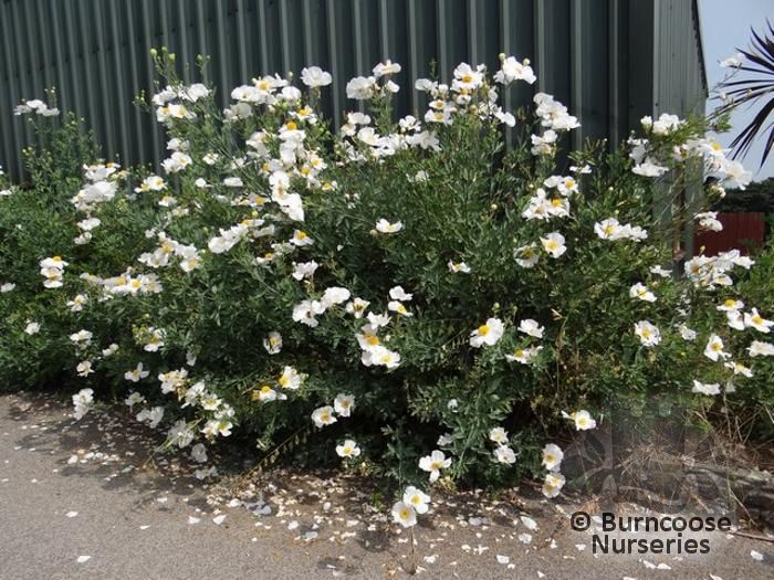 Romneya Coulteri from Burncoose Nurseries