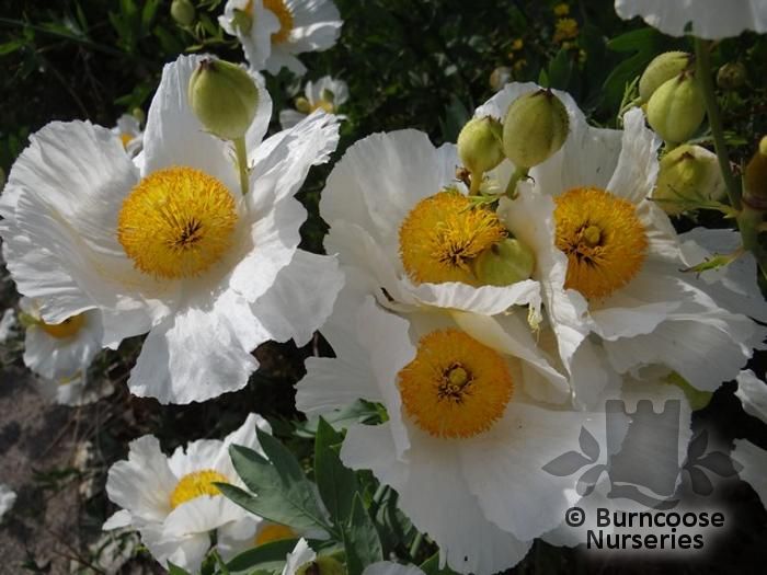 Romneya from Burncoose Nurseries