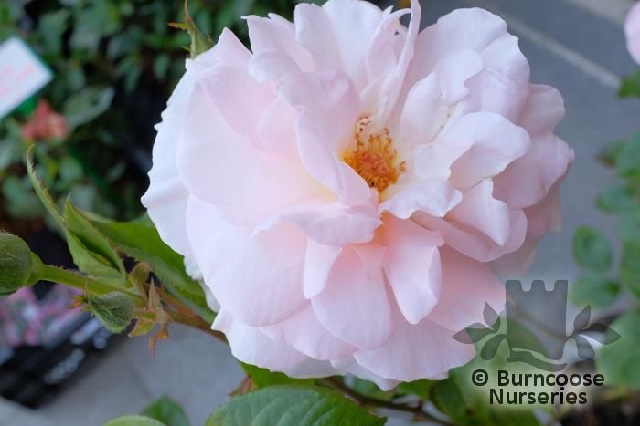 Rosa 'A Whiter Shade Of Pale' from Burncoose Nurseries HYBRID TEAS