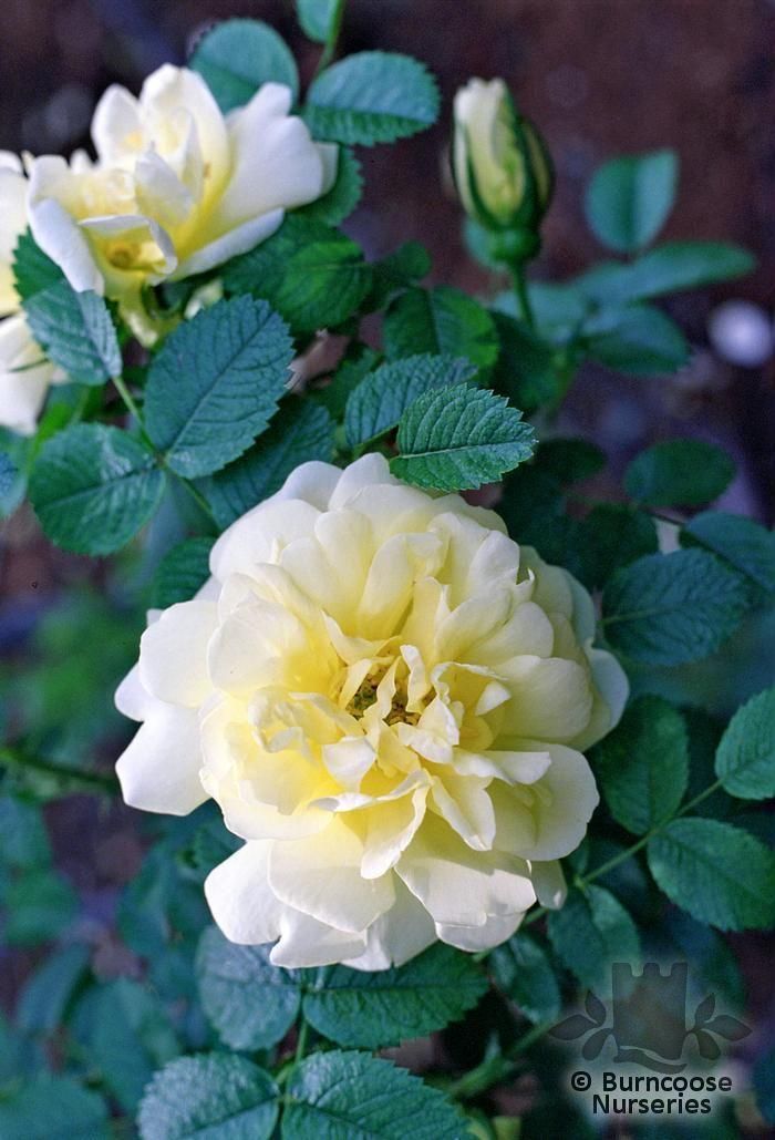 Rosa 'Agnes' from Burncoose Nurseries SHRUB AND SPECIES