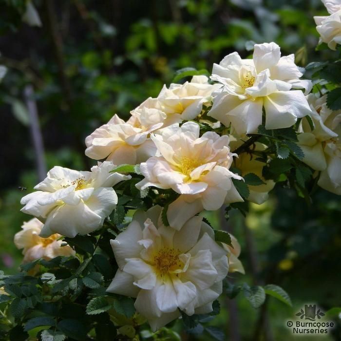 Rosa 'Agnes' from Burncoose Nurseries SHRUB AND SPECIES
