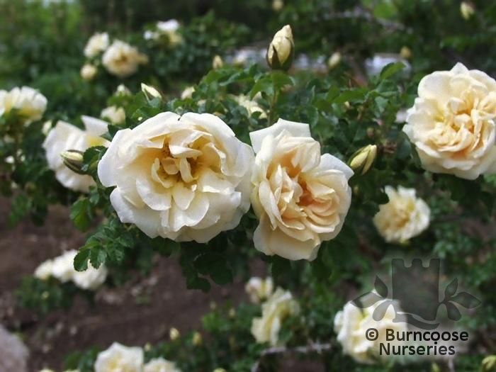 Rosa 'Agnes' from Burncoose Nurseries SHRUB AND SPECIES