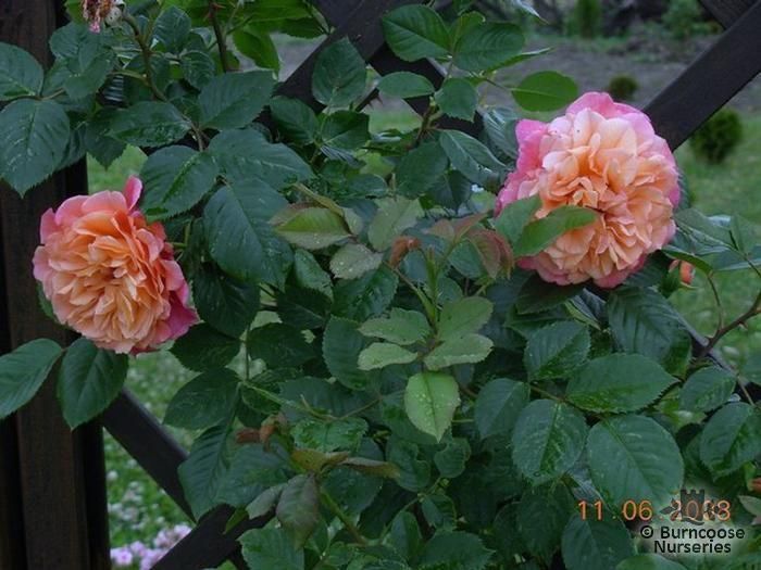 Rosa 'Aloha' from Burncoose Nurseries RAMBLERS & CLIMBERS