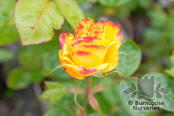 Rosa 'Arthur Bell' from Burncoose Nurseries POLYANTHA & FLORIBUNDA