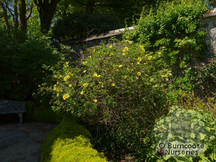 Rosa 'Canary Bird' from Burncoose Nurseries SHRUB AND SPECIES
