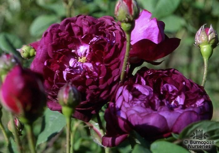 Rosa 'Cardinal De Richelieu' from Burncoose Nurseries SHRUB AND SPECIES