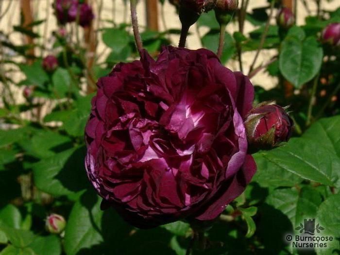 Rosa 'Cardinal De Richelieu' from Burncoose Nurseries SHRUB AND SPECIES