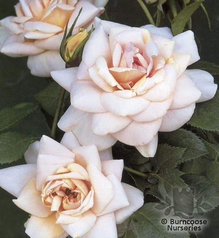 Rosa 'Champagne Moment' from Burncoose Nurseries POLYANTHA & FLORIBUNDA