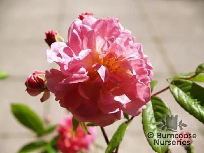 Rosa 'Cornelia' from Burncoose Nurseries SHRUB AND SPECIES