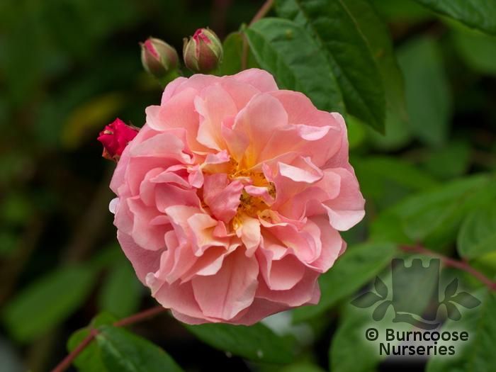 Rosa 'Cornelia' from Burncoose Nurseries SHRUB AND SPECIES
