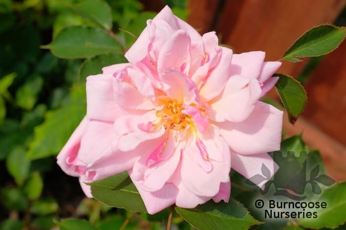 Rosa 'Felicia' from Burncoose Nurseries SHRUB AND SPECIES