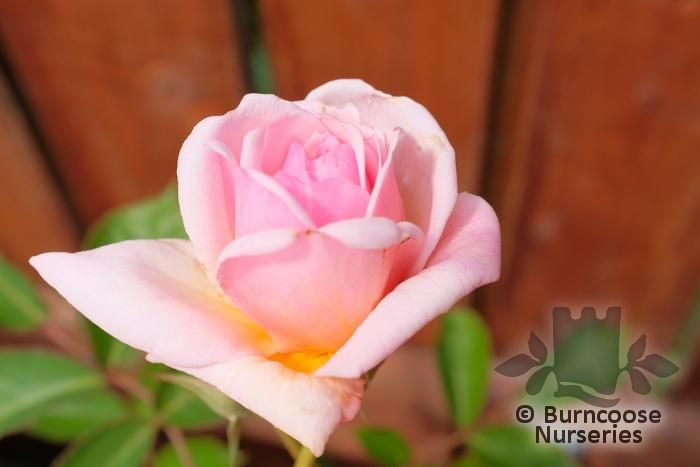 Rosa 'Felicia' from Burncoose Nurseries SHRUB AND SPECIES