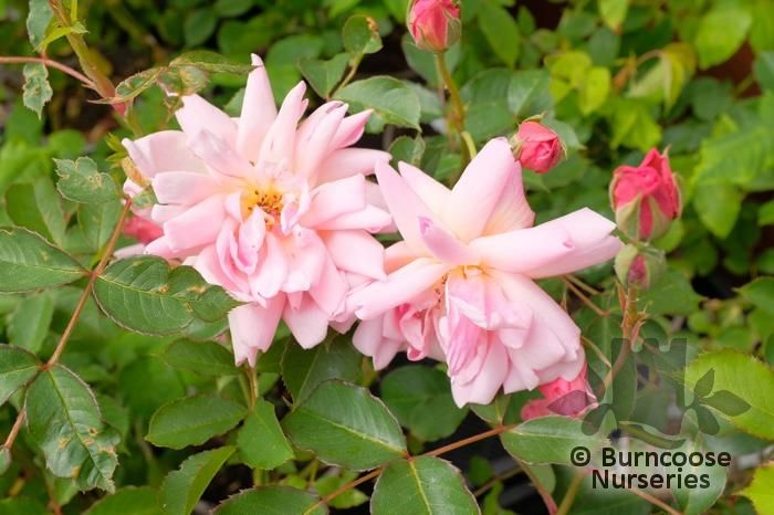 Rosa 'Felicia' from Burncoose Nurseries SHRUB AND SPECIES