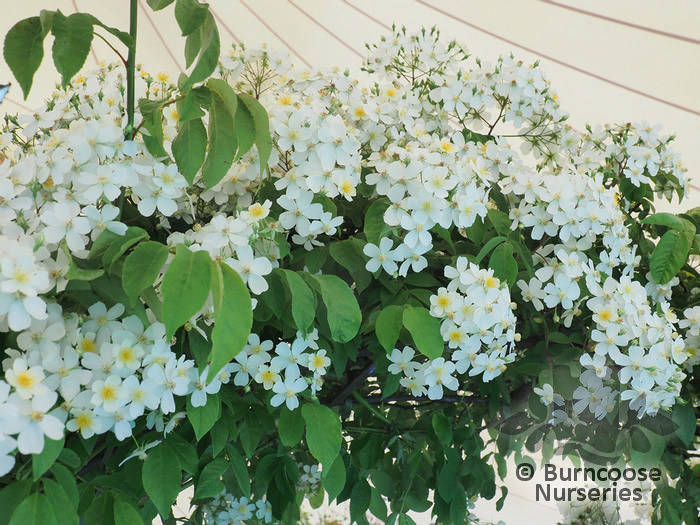 Rosa Filipes 'Kiftsgate' from Burncoose Nurseries RAMBLERS & CLIMBERS