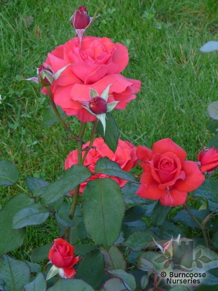Rosa 'Fragrant Cloud' from Burncoose Nurseries HYBRID TEAS