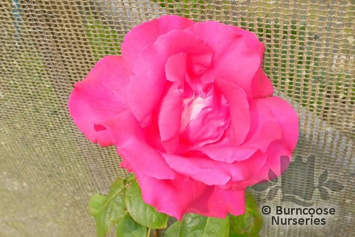 Rosa 'Fragrant Cloud' from Burncoose Nurseries HYBRID TEAS