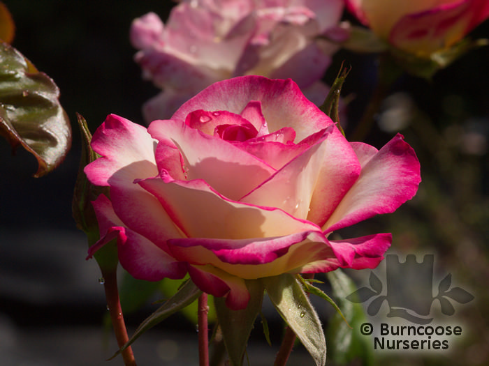 Rosa 'Handel' from Burncoose Nurseries RAMBLERS & CLIMBERS
