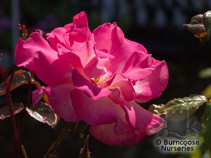 Rosa 'Handel' from Burncoose Nurseries RAMBLERS & CLIMBERS
