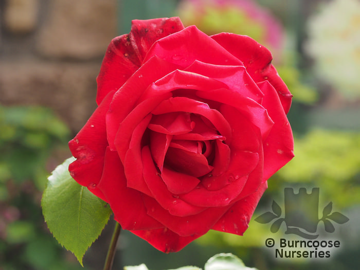 Rosa 'Happy Ruby Wedding' from Burncoose Nurseries HYBRID TEAS